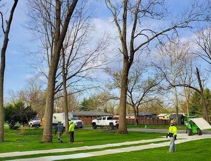 Tree Service Quote | Earthworks Outdoor