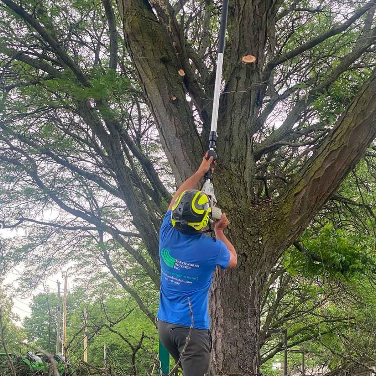 Tips For Healthy Trees - Earthworks Outdoor