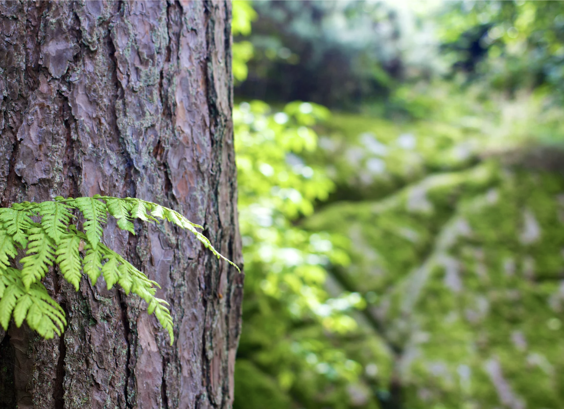 Tree Law and Regulations in Indiana - Earthworks Outdoor