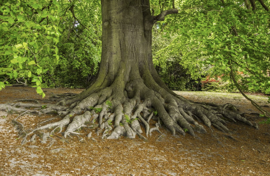 The Importance of Deep Root Fertilization - Earthworks Outdoor