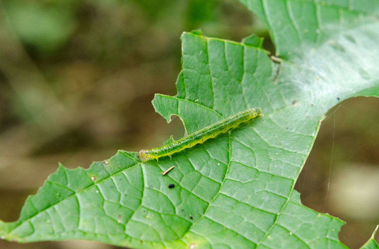 Insects Are Eating Your Trees: What to Watch for This Summer ...