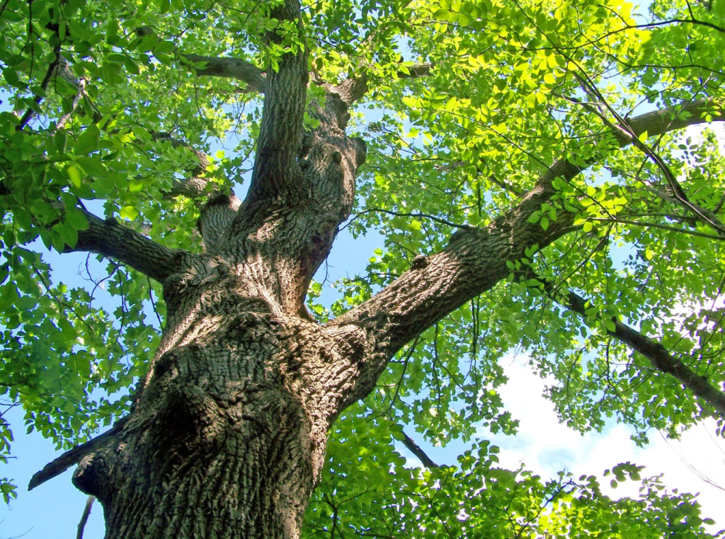 Why It's Smart to Wait Before Pruning Oak Trees - Earthworks Outdoor