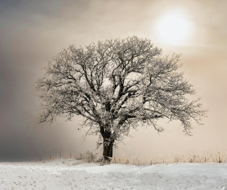 Winter Storm Preparation and Tree Safety for Indianapolis Homeowners ...